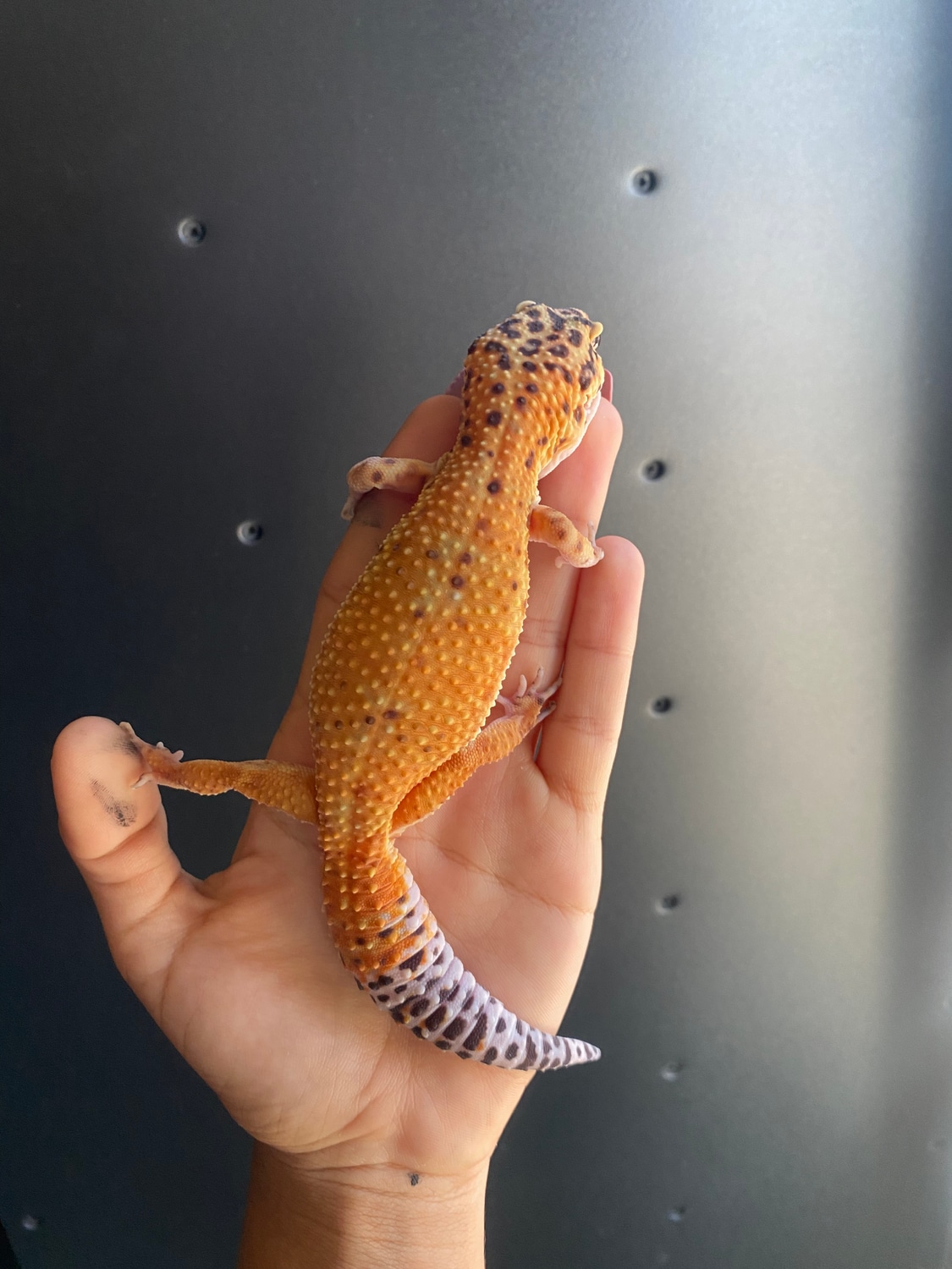 Blood Emerine Leopard Gecko by Lunar_exotics - MorphMarket