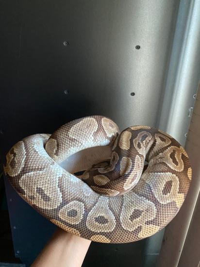 Mojave Het Hypo And Ghi Pastel Enchi Het Hypo Ball Python by Lunar_exotics