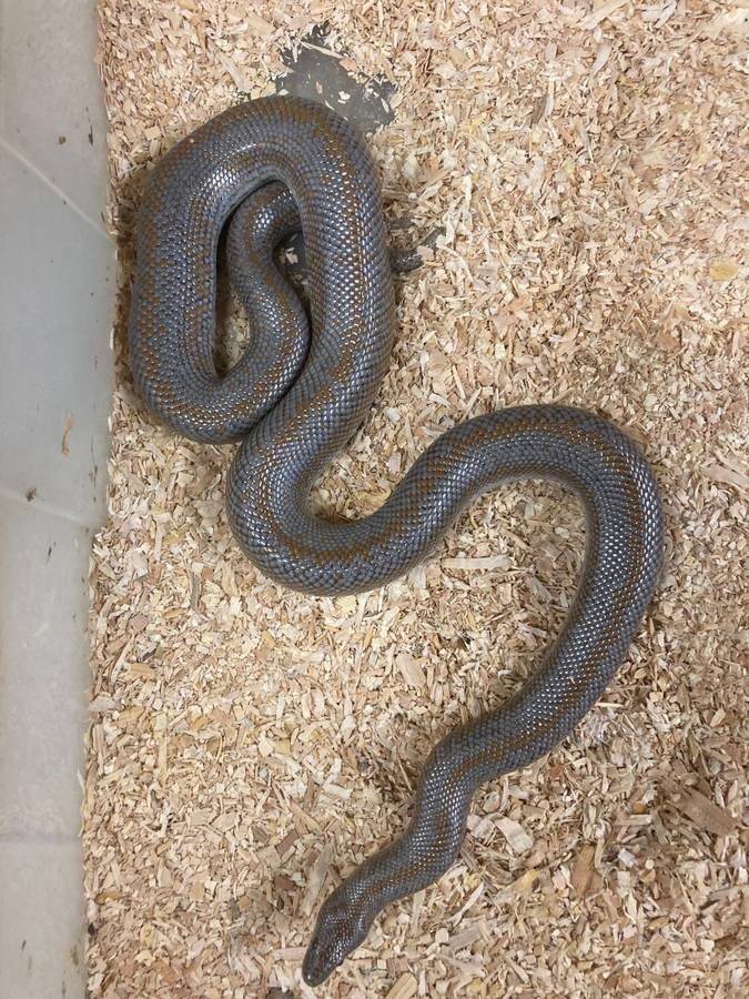 Triple Het Amel, Axanthic, And Hypo Melanistic Rosy Boa by Lunar ...