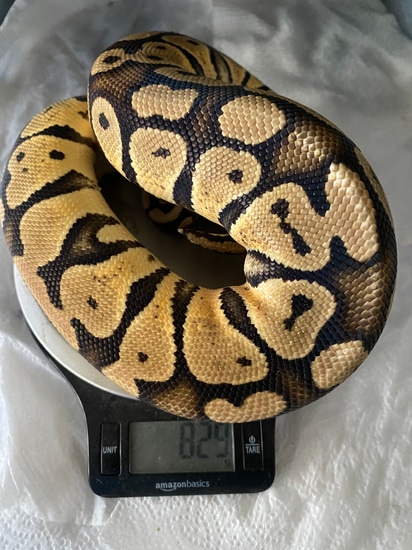 Pastel Double Het Hypo Pied Ball Python by Lunar_exotics