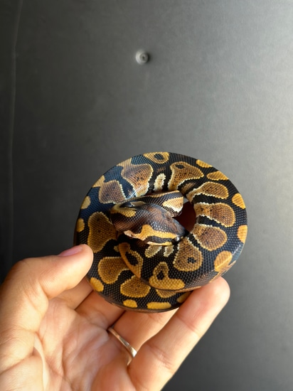 Yellowbelly (Pos Od) Double Het Hypo Pied Ball Python by Lunar_exotics