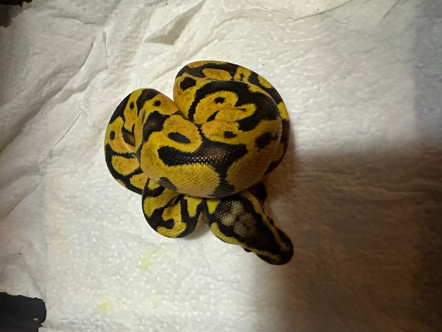 Pastel (Enchi?) Pos Yb/asphalt Ball Python by Lunar_exotics - MorphMarket