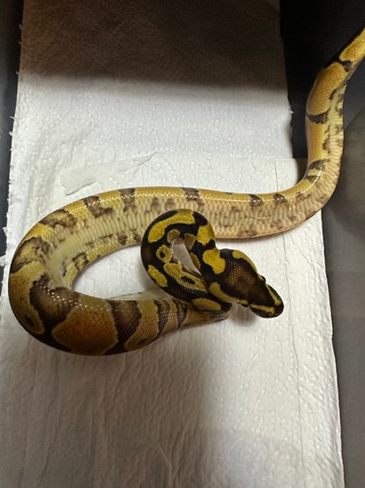 Enchi Yb/asphalt Ball Python by Lunar_exotics