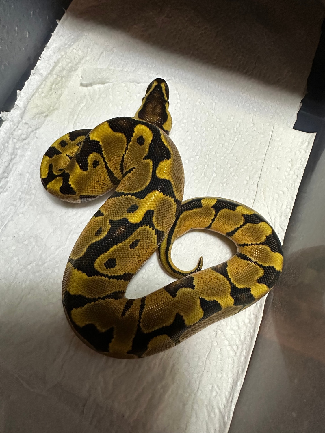 Enchi Yb/asphalt Ball Python by Lunar_exotics - MorphMarket