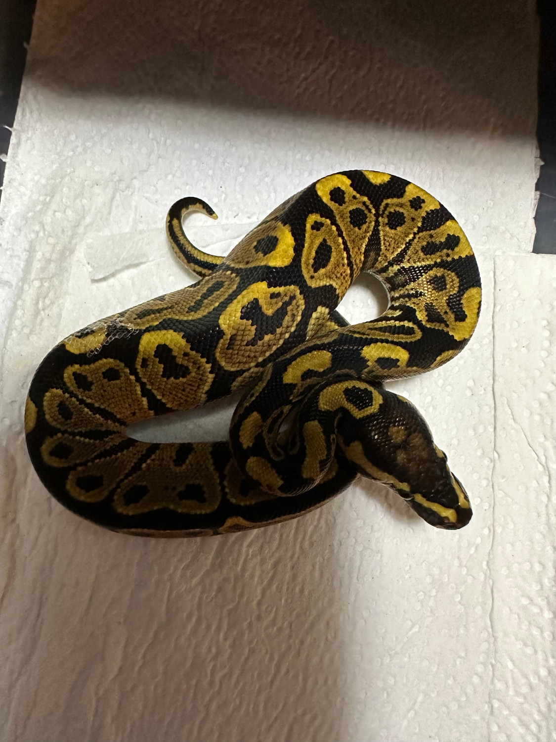 Yb/asphalt Ball Python by Lunar_exotics - MorphMarket