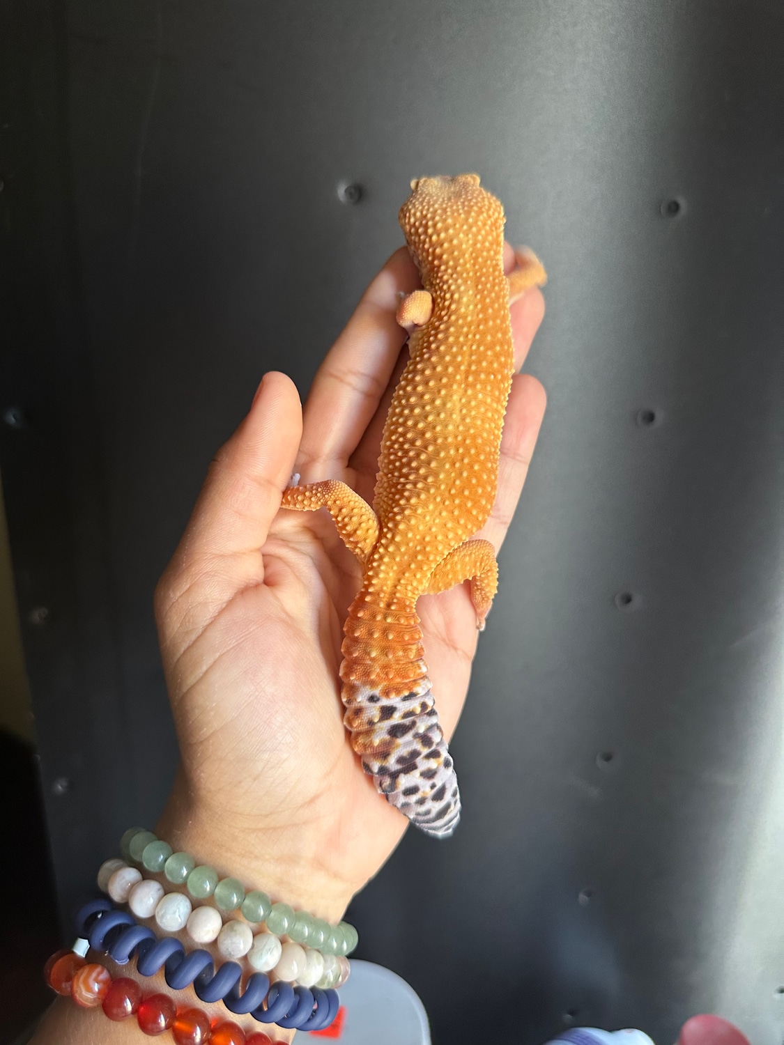 Tangerine Tornado Leopard Gecko by Lunar_exotics - MorphMarket