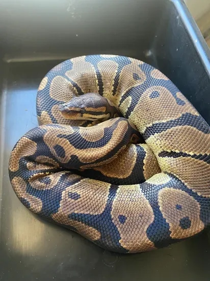 Het Pied Ball Python by Lunar_exotics