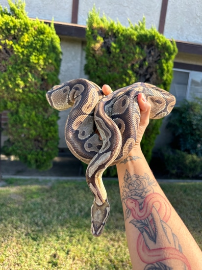 Fire Pos Het Dg Pied Ball Python by Lunar_exotics