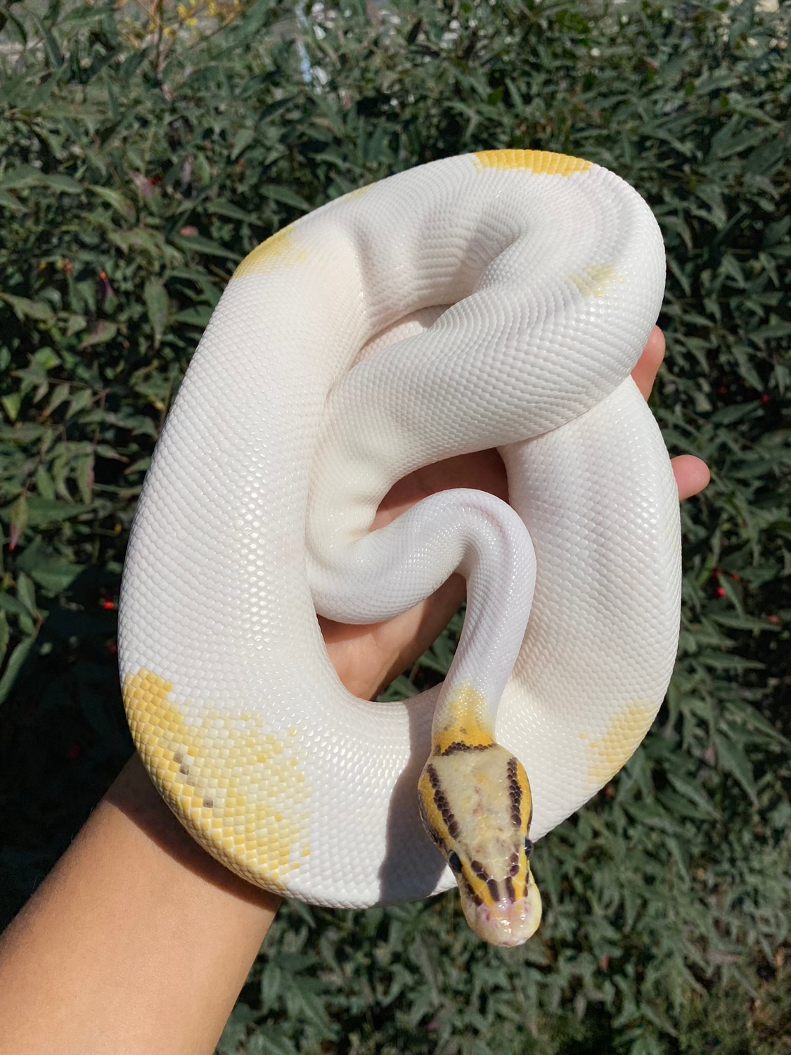Pastel Highway Pied Ball Python by Lunar_exotics - MorphMarket