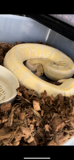 Lavender Albino Pos Het Pied Ball Python by Lunar_exotics