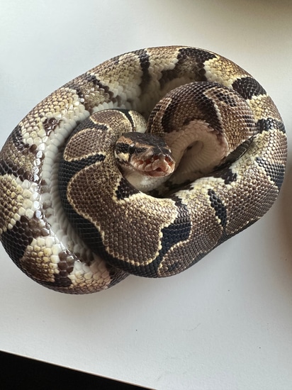 Double Het Clown Pied Ball Python by Lunar_exotics