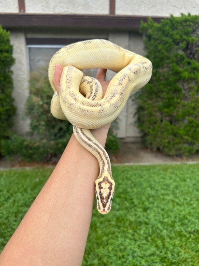 Pastel Enchi Freeway Het Pied Ball Python by Lunar_exotics