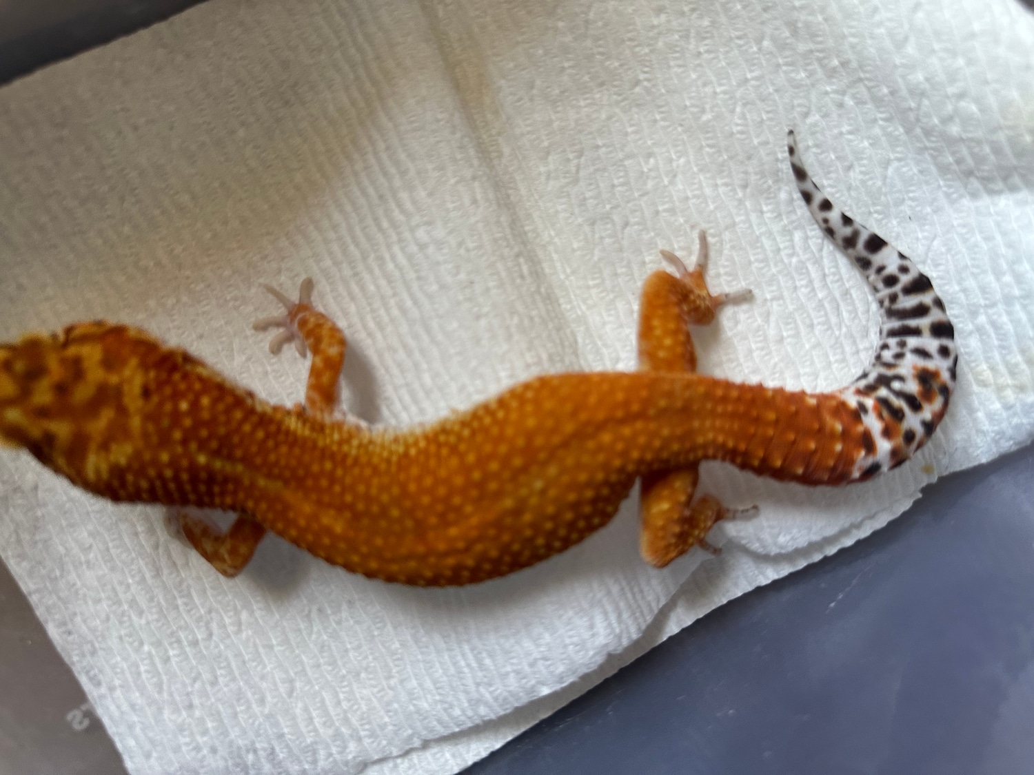 Blood Tangerine Leopard Gecko by Lunar_exotics - MorphMarket