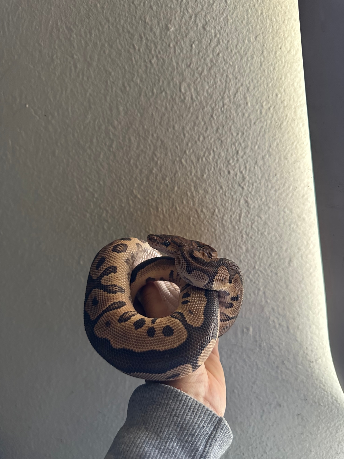 Redstripe Fire Clown Ball Python by Lunar_exotics - MorphMarket
