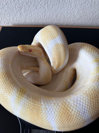 Pastel Albino Het Desert Ghost Ball Python by Lunar_exotics