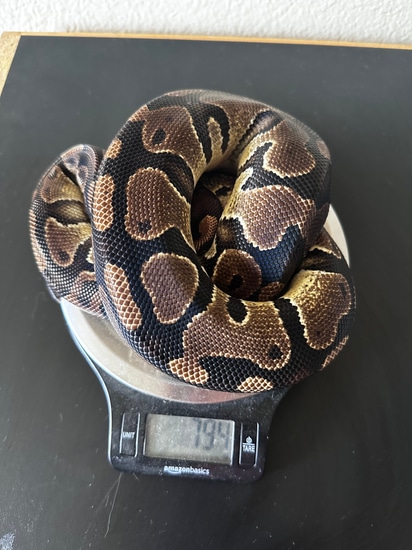 Dbl Het Clown Pied Ball Python by Lunar_exotics