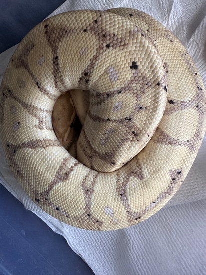 Banana Ball Python by Lunar_exotics