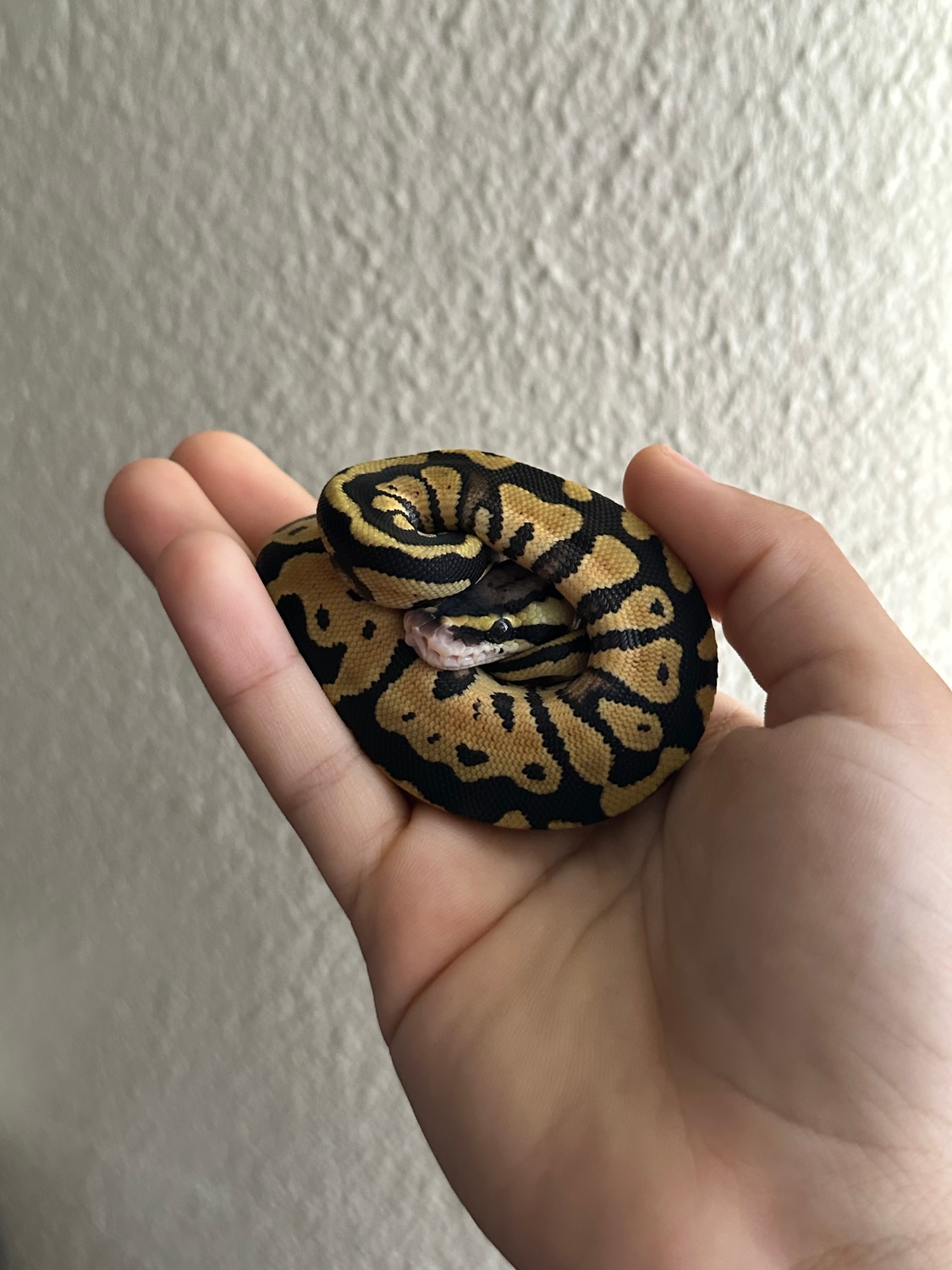 Pastel Yb Het Clown Pos Het Hypo Ball Python by Lunar_exotics - MorphMarket