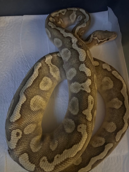 Lesser Ghi Yb Ball Python by Lunar_exotics