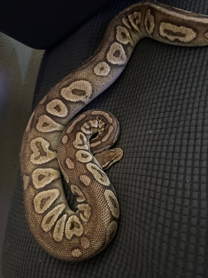 Black Pewter Yb Dbl Het Hypo Clown Ball Python by Lunar_exotics