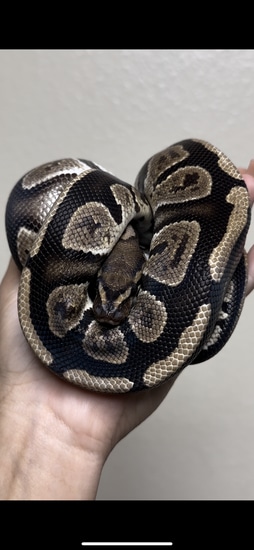 Dinker” Mojave Type Ball Python by Lunar_exotics