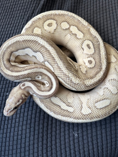 Ball Python Group by Lunar_exotics