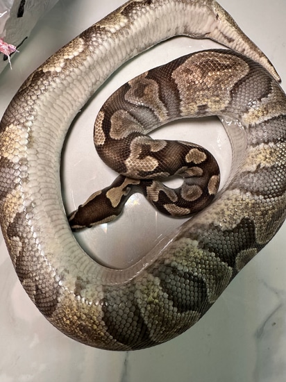 Ghi Black Head Enchi Yb 66% Het Hypo Ball Python by Lunar_exotics