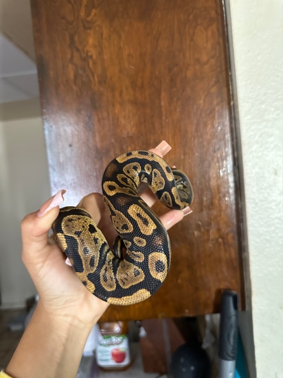 Dinker Ball Python by Lunar_exotics