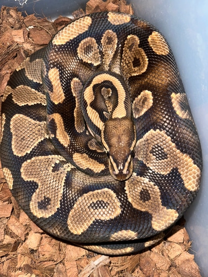 Yellowbelly Ball Python by Lunar_exotics