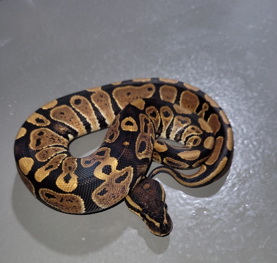 Het Red Axanthic Ball Python by Space Coast Morphs