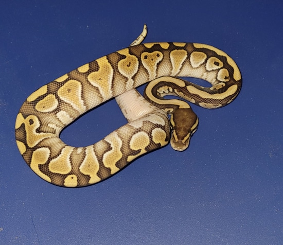 Lesser **Shipping Included** Ball Python by Space Coast Morphs