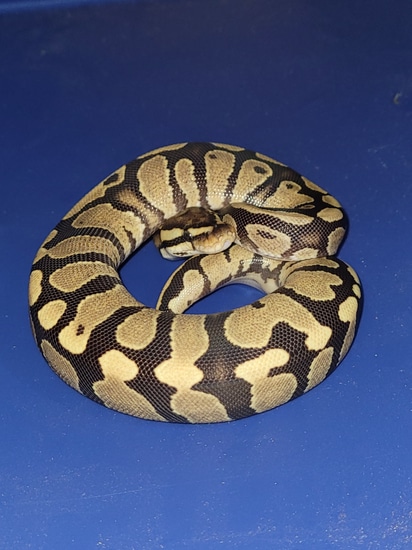 Fire **Shipping Included** Ball Python by Space Coast Morphs
