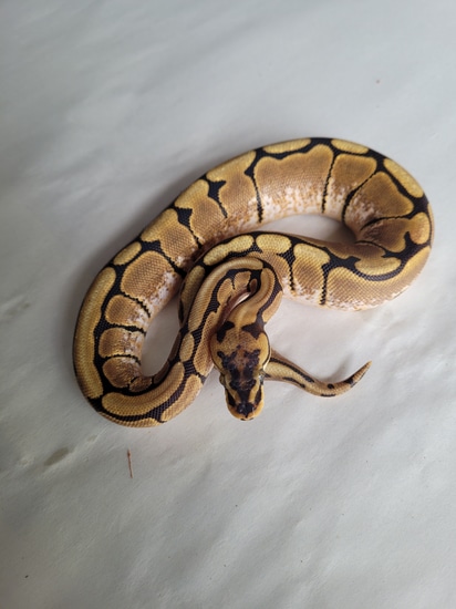 Spider Ball Python by Space Coast Morphs
