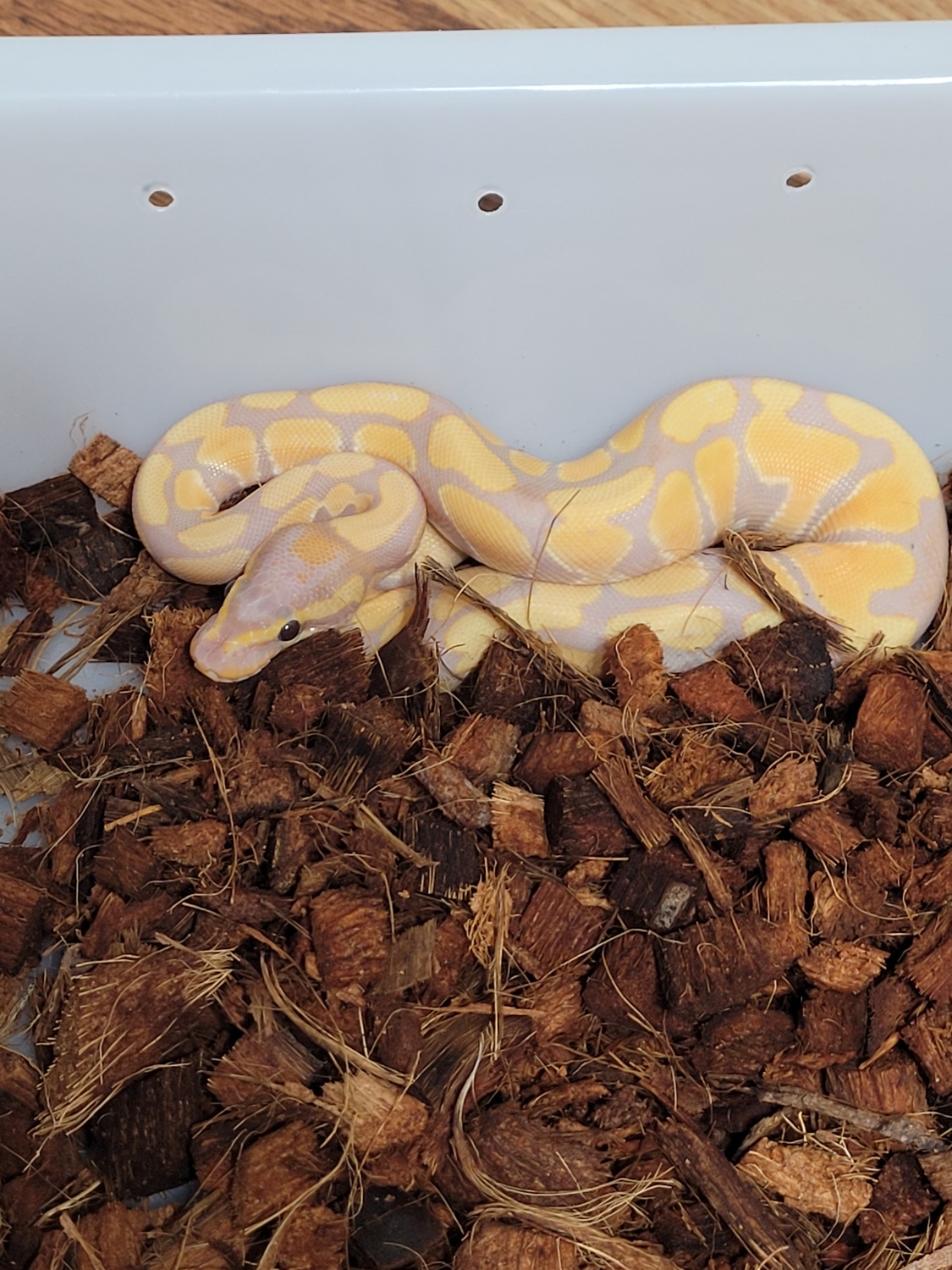 Banana Enchi Ball Python by JB Ball Pythons - MorphMarket