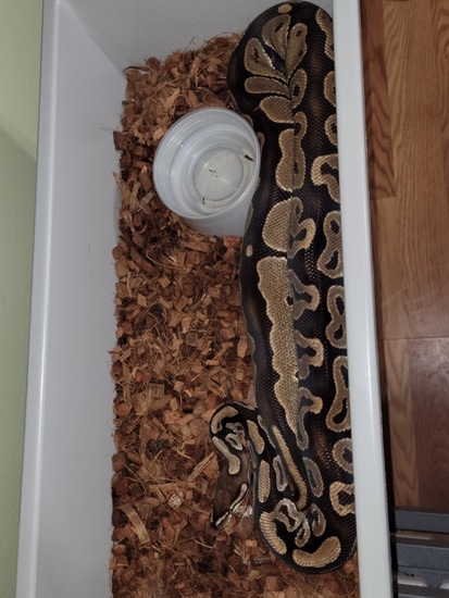 RTB Black Back Ball Python by Space Coast Morphs