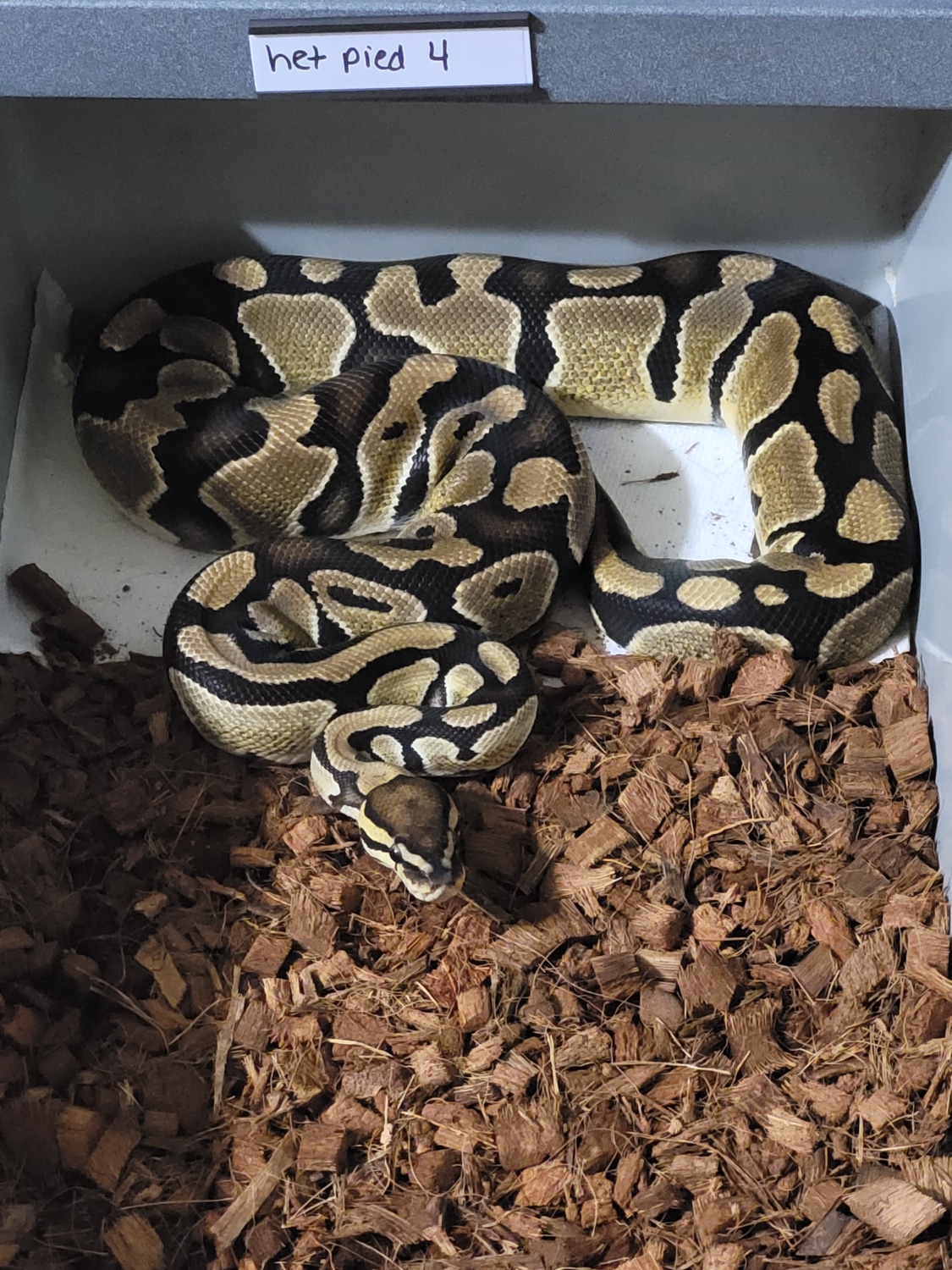 Het Pied Ball Python by JB Ball Pythons - MorphMarket