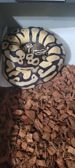 Het Pied 0.4 Sub Adult Package Ball Python by JB Ball Pythons
