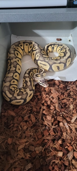 ADULT RTB Super Pastel Het DG Het Hypo 50% Het Cryptic Ball Python by ...