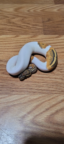 Hypo Pied Ball Python by Space Coast Morphs