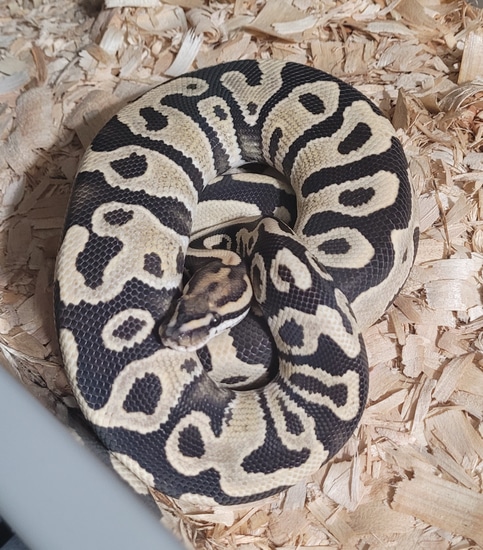 Leopard Desert Ghost Het Clown 500g! Ball Python by Space Coast Morphs