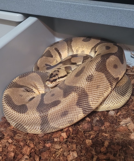 Orange Dream Leopard Enchi Het Clown Ball Python by Space Coast Morphs
