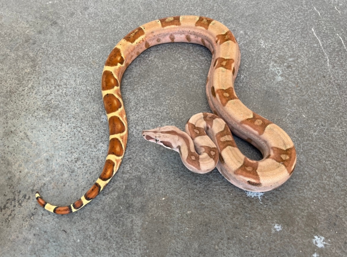 Purple Pastel Hypo Het Sharp Boa Constrictor by Barrett’s boas ...