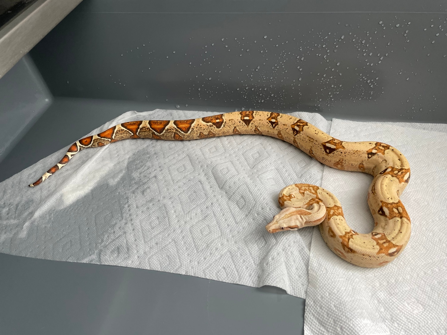 Pink Panther VPI Boa Constrictor by Barrett’s boas - MorphMarket