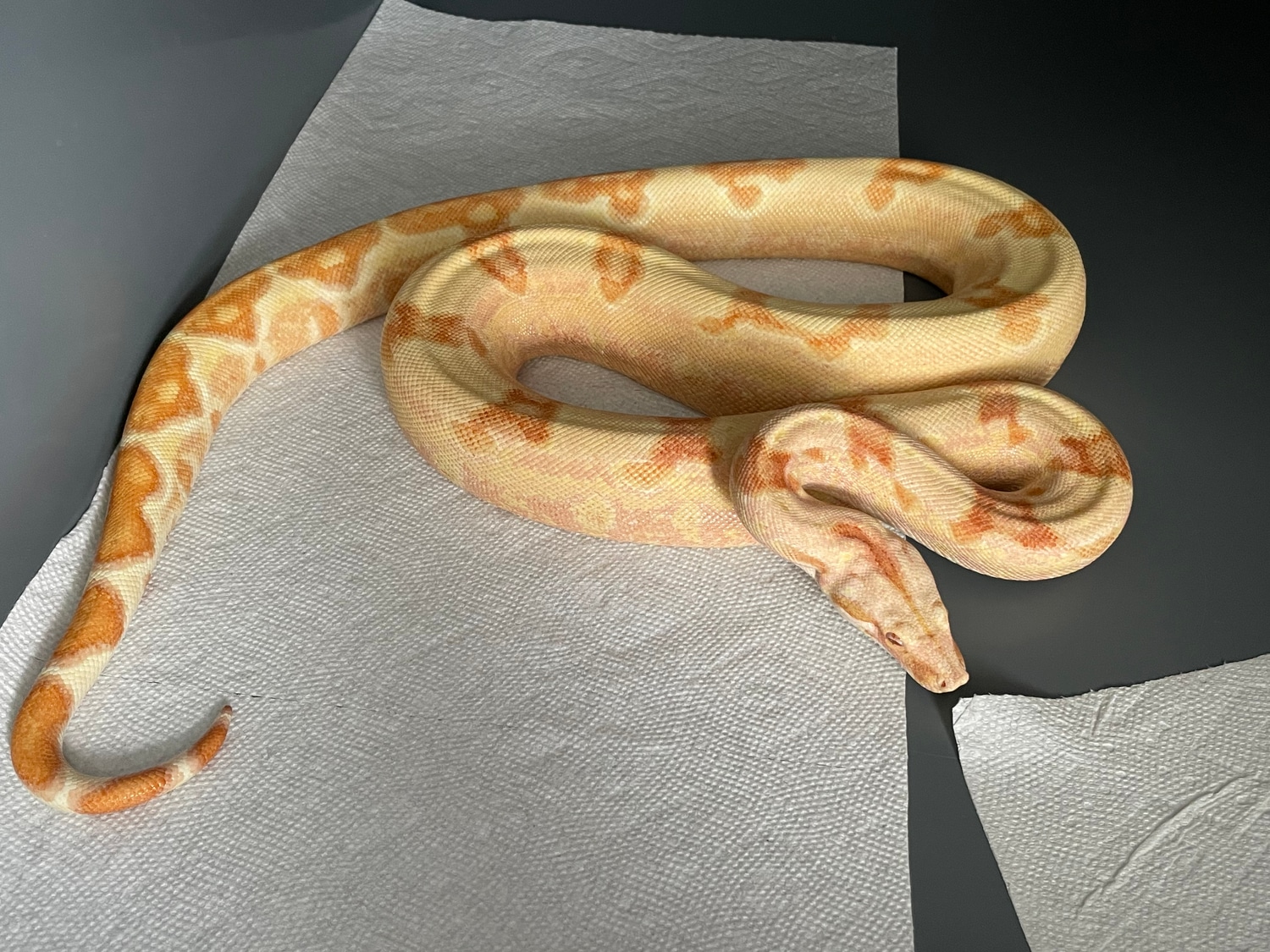 Sunglow Boa Boa Constrictor by Barrett’s boas - MorphMarket