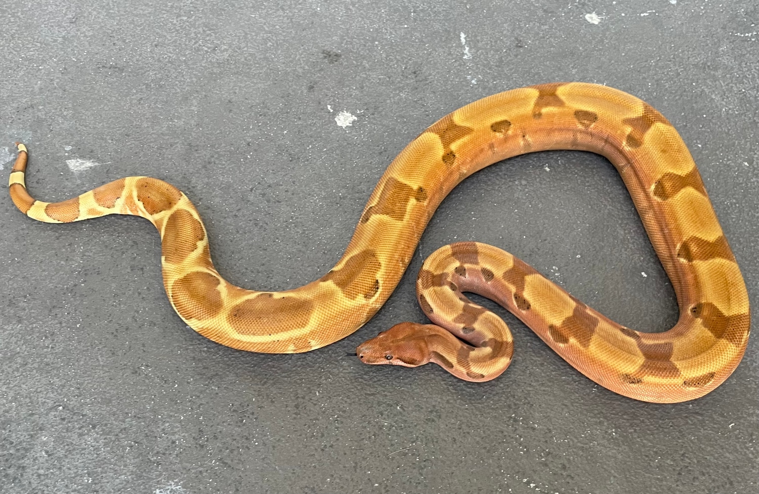 Hypo Blood Boa Boa Constrictor by Barrett’s boas - MorphMarket