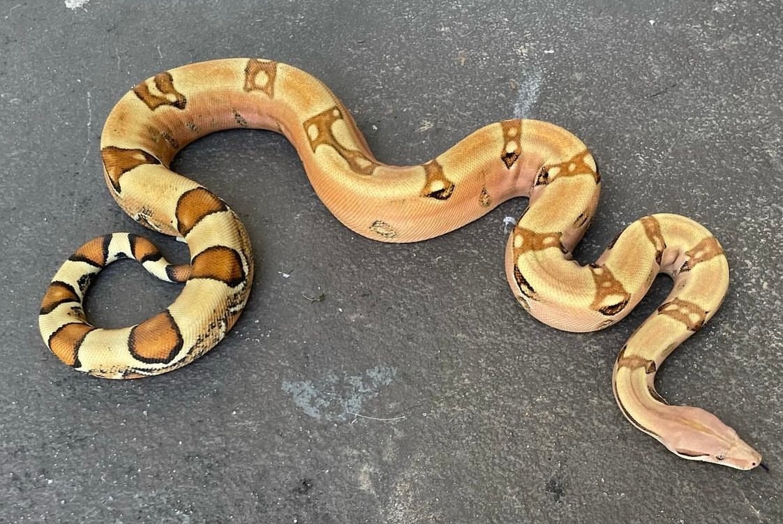 Pastel Jungle Boa Constrictor by Barrett’s boas - MorphMarket