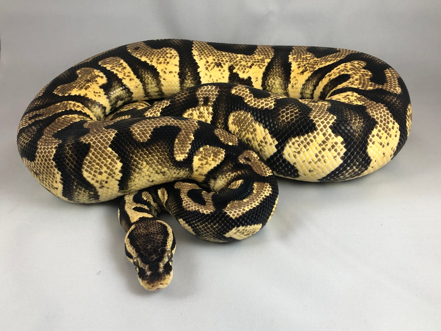 Pastel Yellow Belly Ball Python by Baud’s Exotic Reptiles - MorphMarket