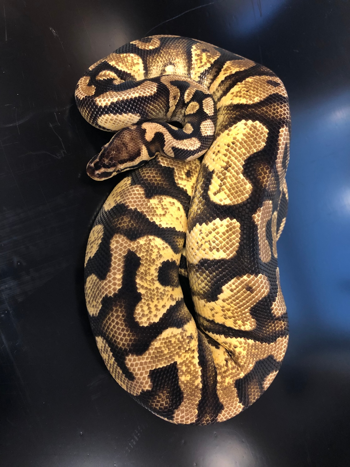 Pastel Yellow Belly Ball Python by Baud’s Exotic Reptiles - MorphMarket