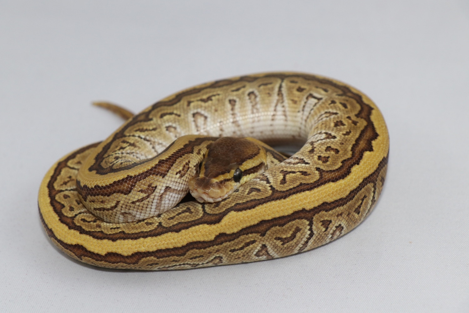 Jigsaw Ball Python by Baud’s Exotic Reptiles - MorphMarket