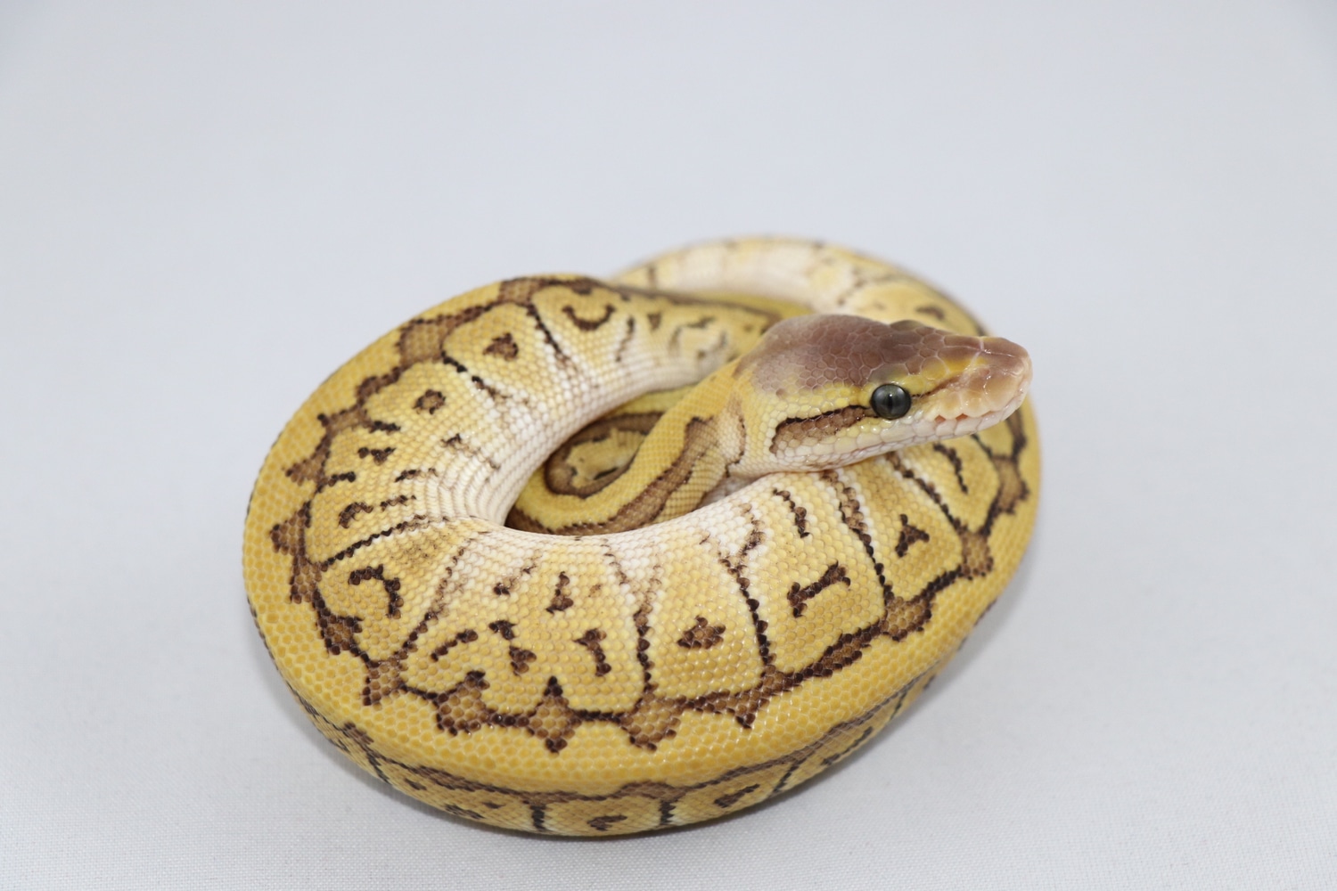 Pastel Jigsaw Ball Python by Baud’s Exotic Reptiles - MorphMarket